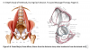 Figure 9.6. Psoas Major, Psoas Minor, Iliacus from the Anterior view ...